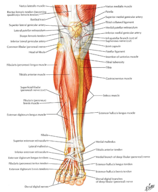 A Neuromuscular Approach to Shin Splints - National Holistic Institute Blog