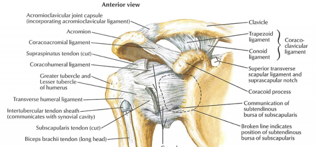 A Neuromuscular Therapy Approach to Scapular Dyskinesis - National ...