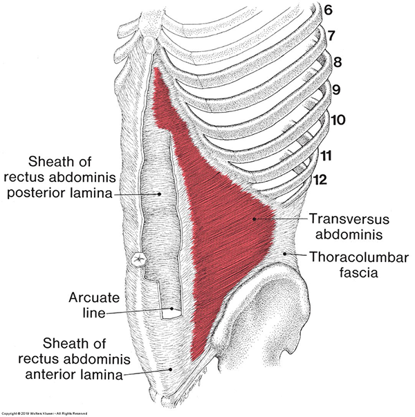 The Neuromuscular Role of the Abdominals in Low Back Pain - National ...