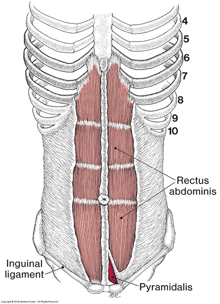 The Neuromuscular Role of the Abdominals in Low Back Pain - National ...