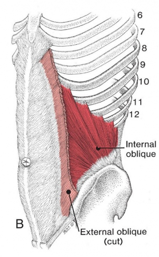 The Neuromuscular Role of the Abdominals in Low Back Pain - National ...